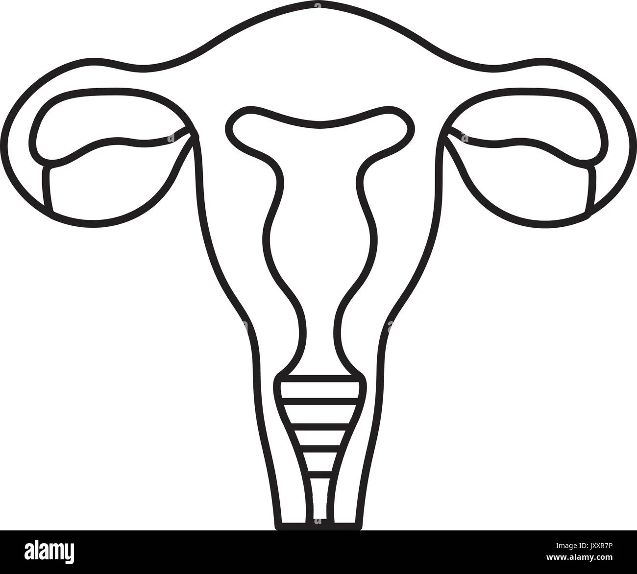 line-fallopian-tubes-with-uterus-to-human-anatomy-JXXR7P.jpg | RAM TRX ...